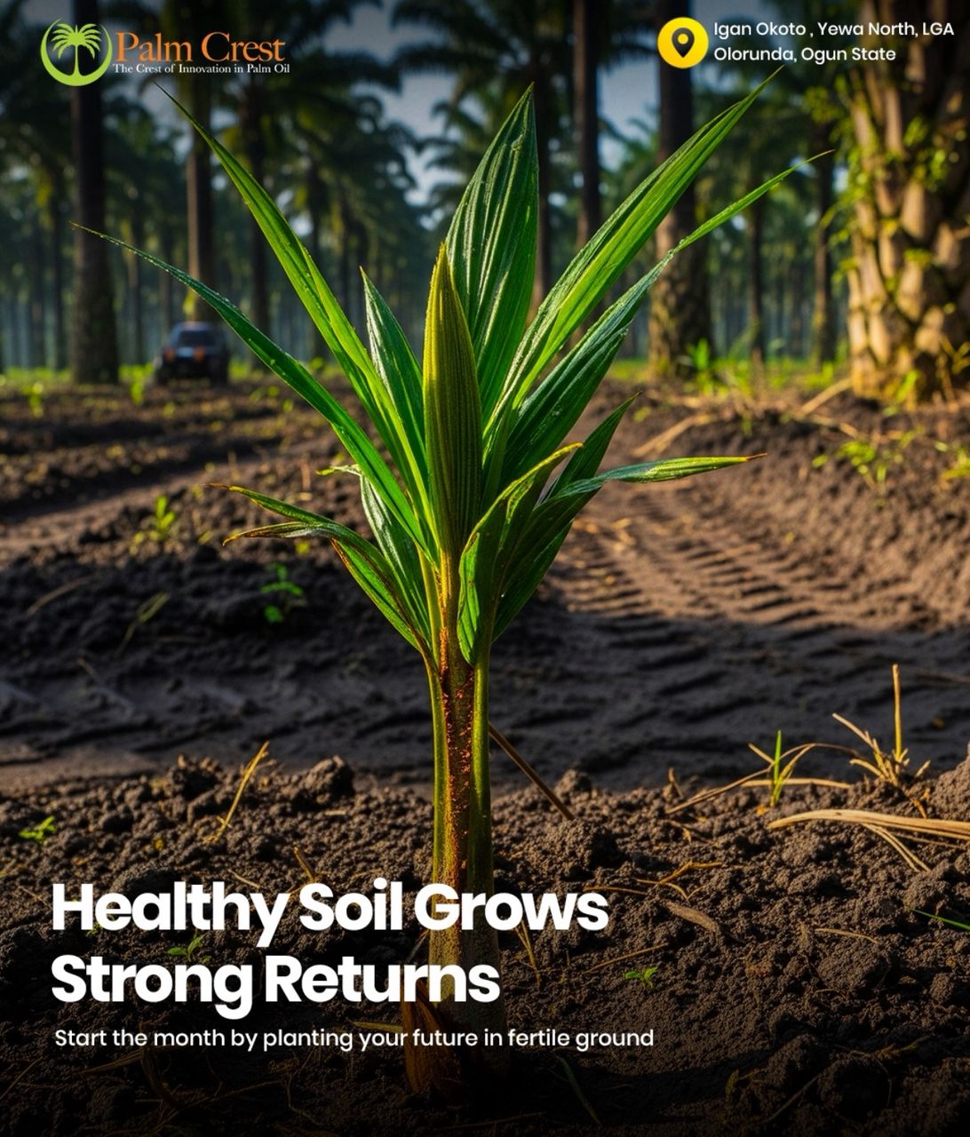 Oil Palm Plantation in Nigeria: How to Turn Farmland into a Million ...